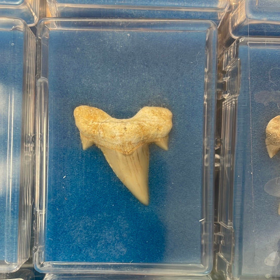 Otodus Shark Tooth – Capt. Stacy